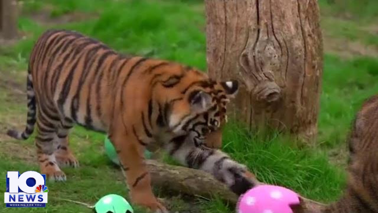 Zoo animals go on an Easter egg hunt for treats - YouTube