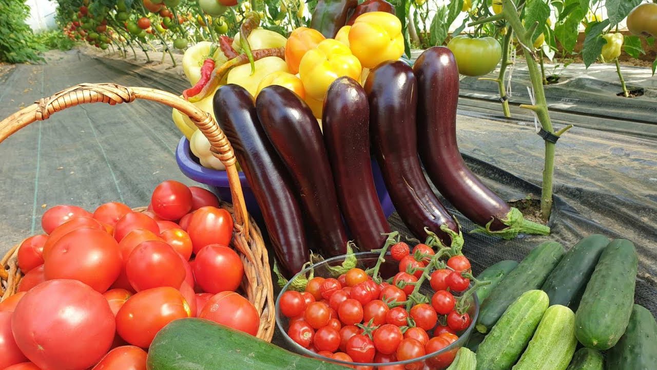 Proizvodnja voća i povrća - sve što trebate znati - YouTube