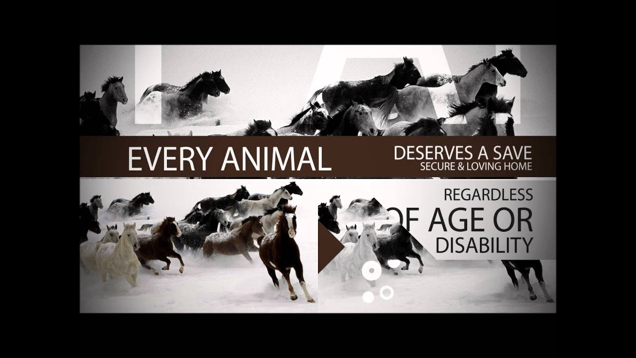 ISF Animal Sanctuary - Let's make it happen - YouTube