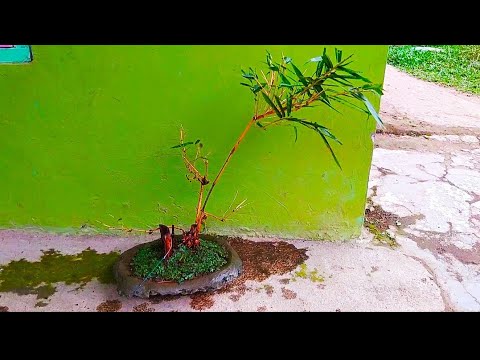Membuat bonsai bambu kuning.#How to make yellow bamboo bonsai - YouTube