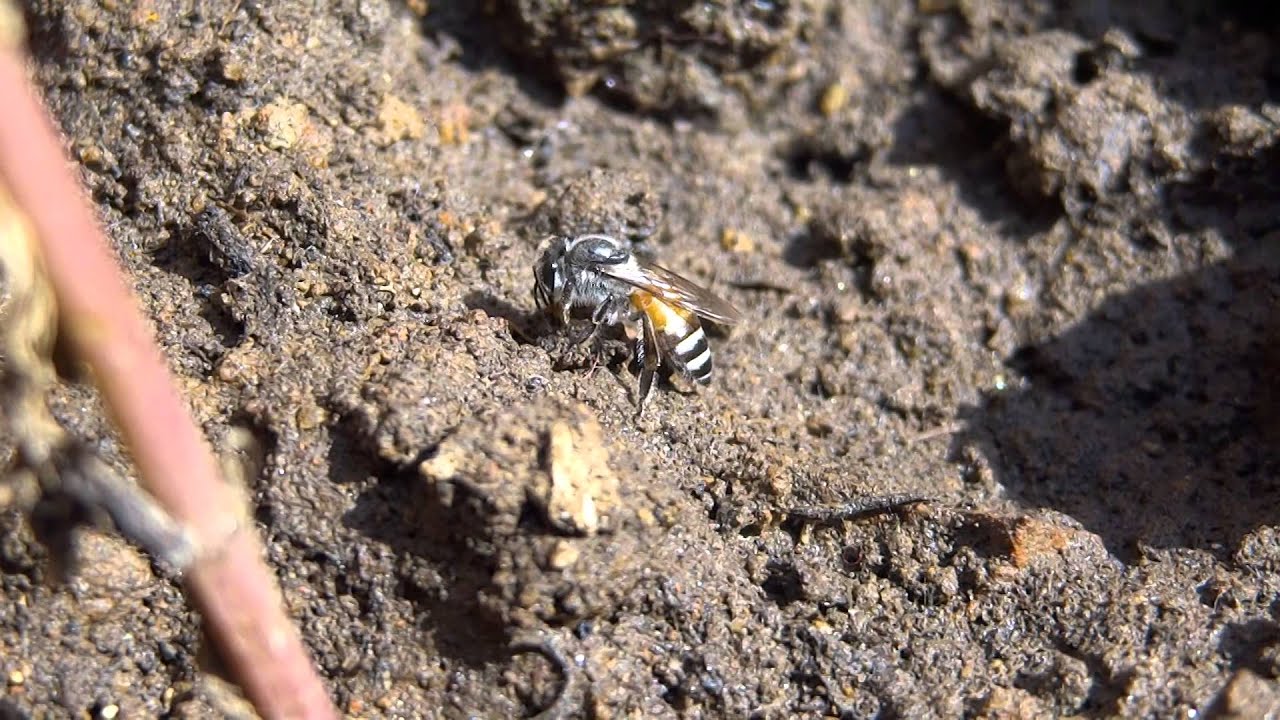 Honey bee (Apis cerena indica?) - YouTube