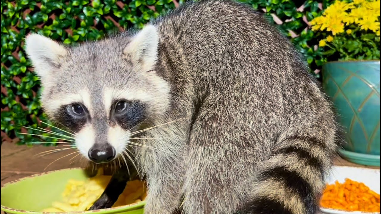 Archie The Raccoon Tries Most Popular Chips to see Which Chip is the ...