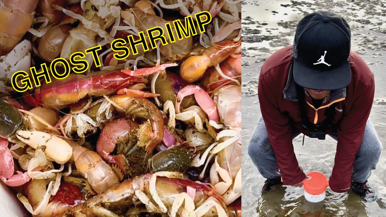 How To Catch Ghost Shrimp (Sand Shrimp Digging) on the Oregon Coast ...
