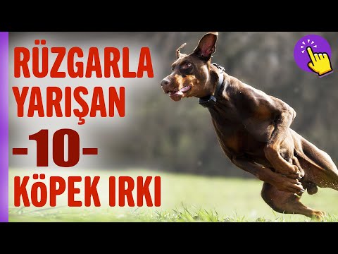 İşte dünyanın en hızlı koşan 10 köpek ırkı | Hayvanlar alemi | İlginç bilgiler | Aklında olsun