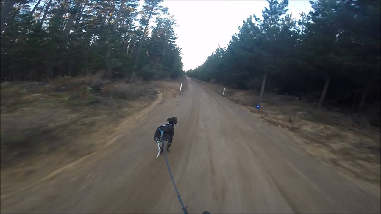 German Shorthaired Pointer dog sledding in Wingello State Forest ...