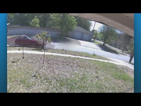 Woman accused of intentionally running over 11 ducklings