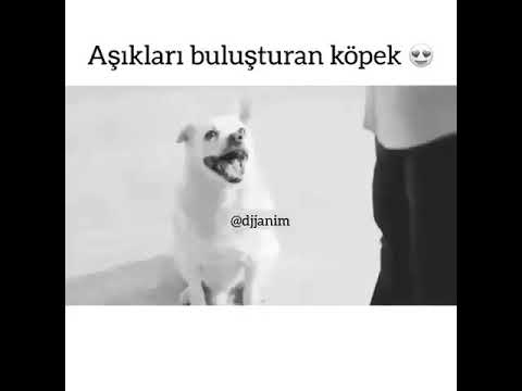 Aşiklari buluşturan köpek