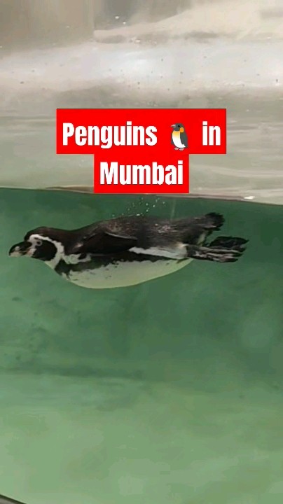 Penguins - YouTube
