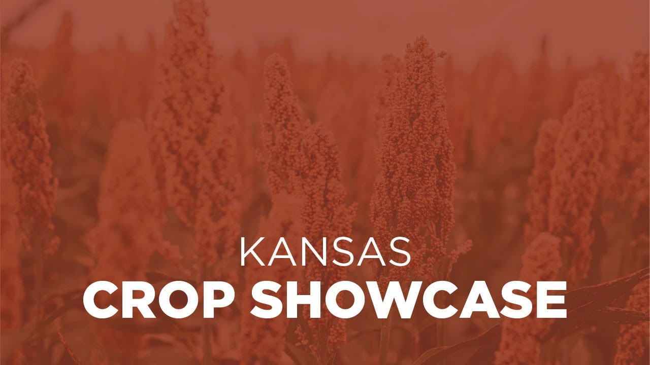 Kansas Crop Showcase - YouTube