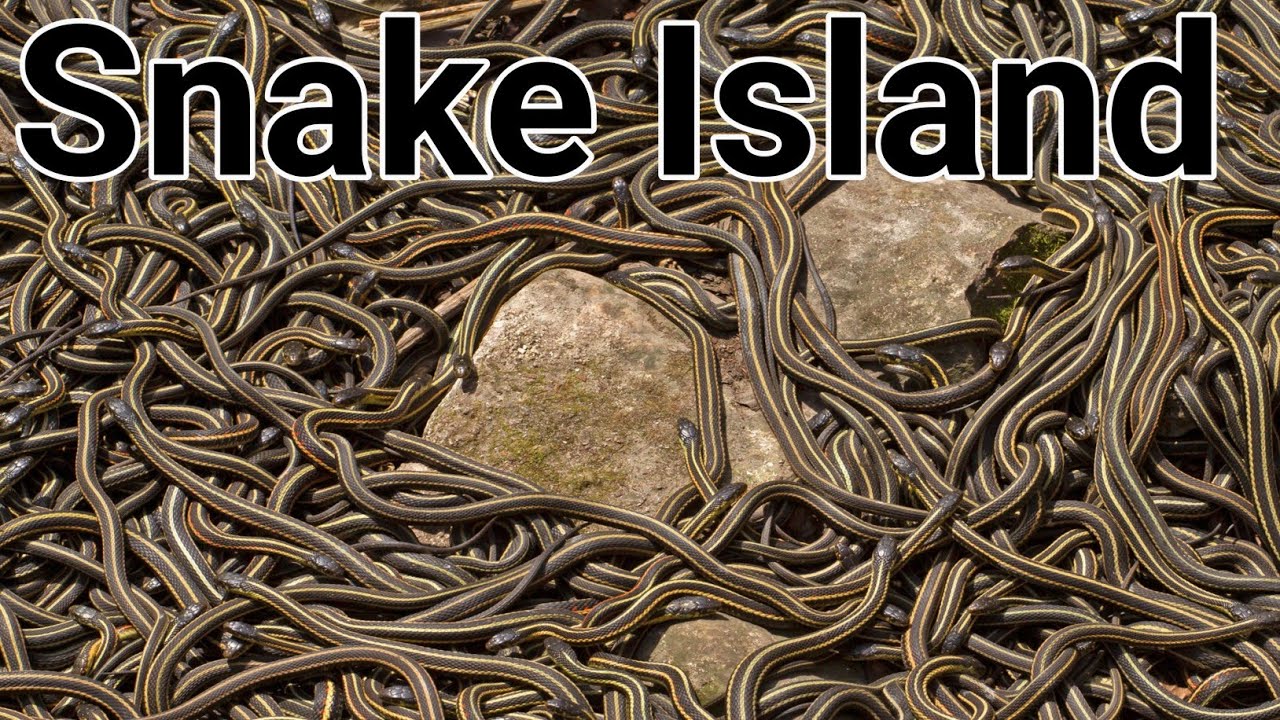 Snake Island Brazil - YouTube