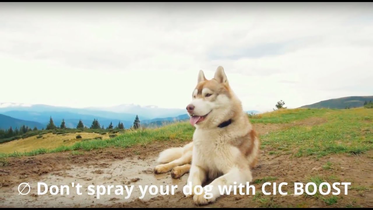 You Wouldn’t Spray Your Dog With CIC - YouTube