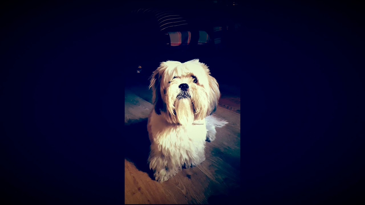 Talking Lhasa Apso - YouTube