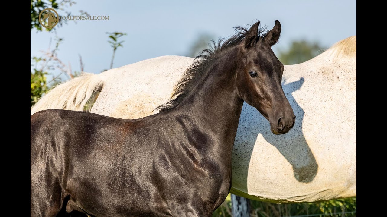 SOLD: Stallion 2021 - Diarado x Casco x Landgraf I - YouTube