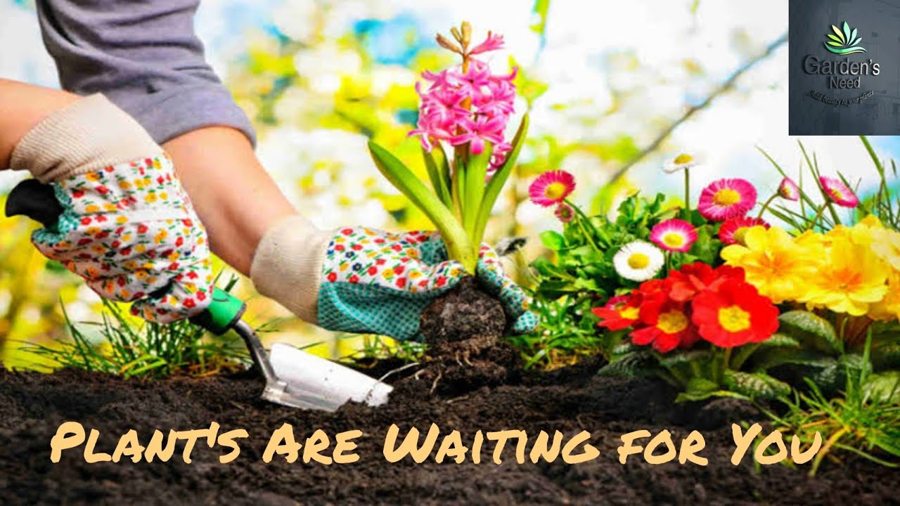PLANTS ARE WAITING FOR YOU. - YouTube
