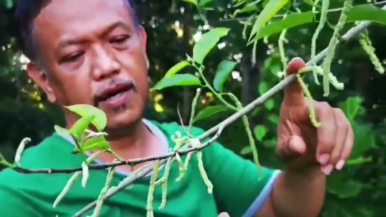 Himbabao tree ni Farmer Joel Frago - YouTube