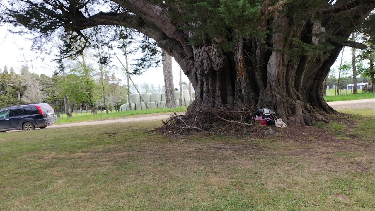 Biggest tree in NZ, bigger than Tane Mahuta? - YouTube