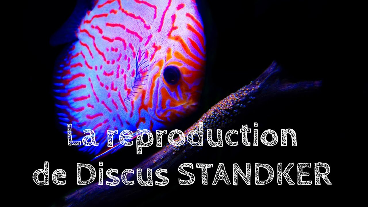 [Mr Discus] La reproduction de Discus STANDKER dans un bac ...