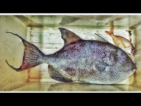 Lebanon fish, one of the best fish on the Mediterranean sea catched ...