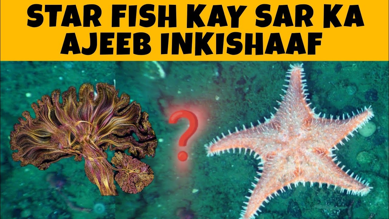 Strange fact about Starfish head! - YouTube