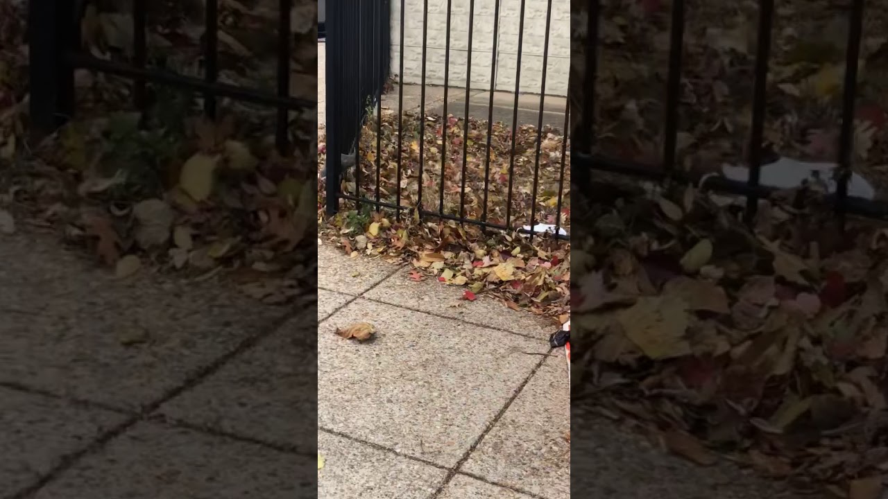 Hybrid squirrel and rabbit - YouTube
