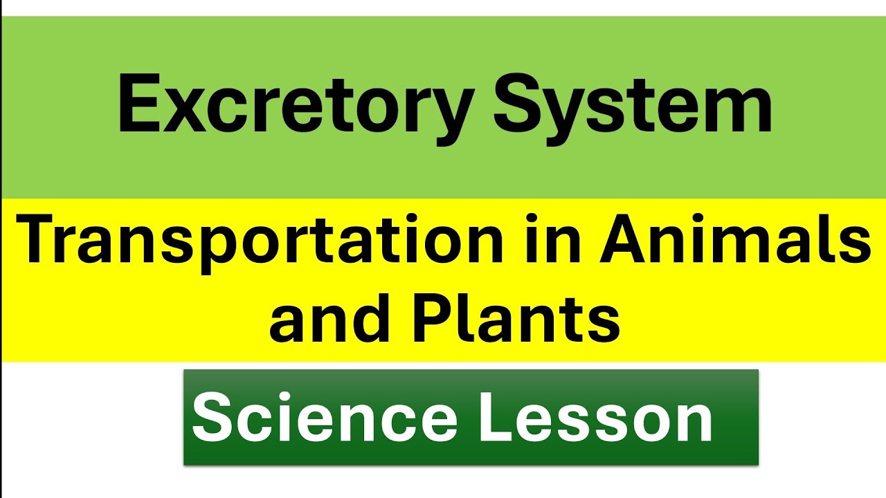 Excretory System || Class 7 Science || Transportation in Animals and ...