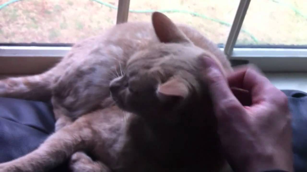 Ceiling Cat Enjoys Primate Interactions - YouTube