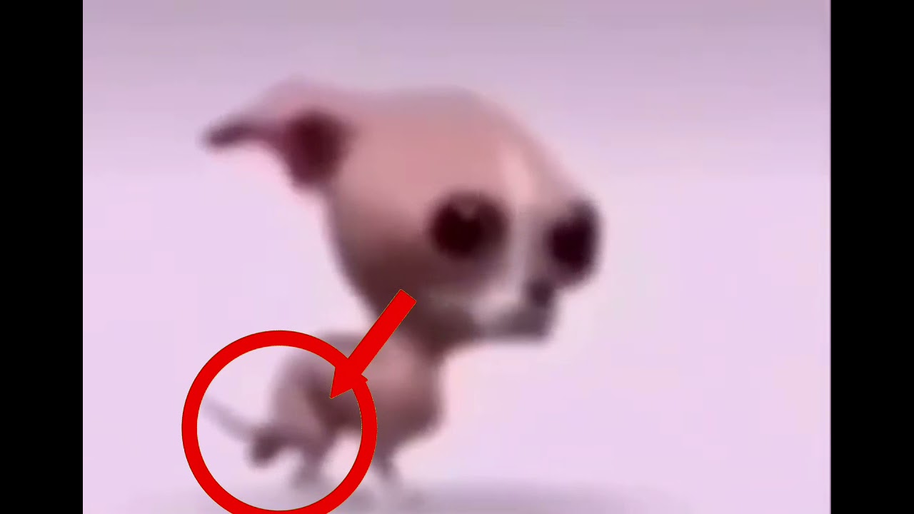 What the dog doing SUS 😳? - YouTube