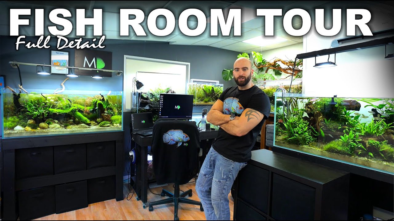 EPIC Fish Room Tour: 1000's of Fish & Shrimp, 30 Tanks in Full Detail ...
