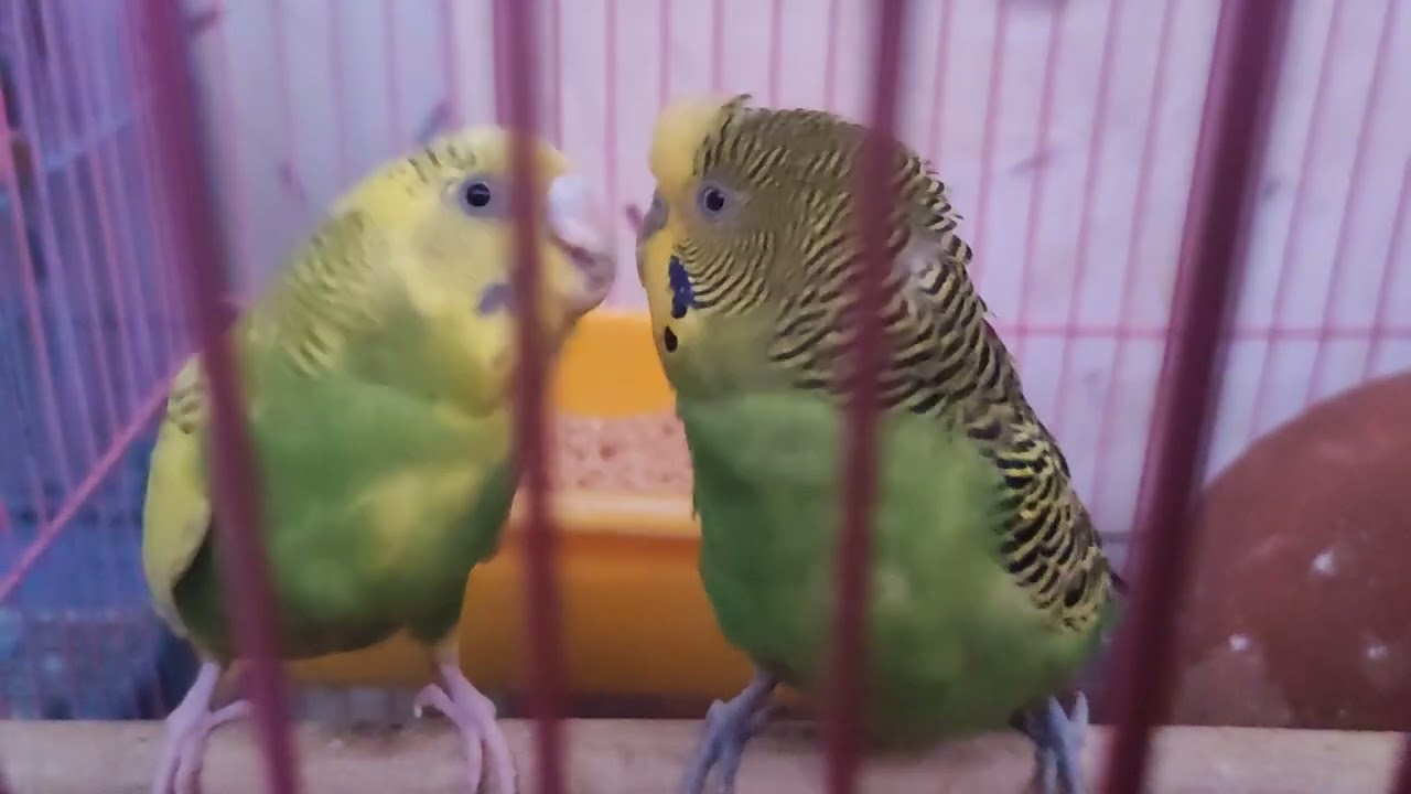 Funny Fight Between Love Birds, Love Birds Fight Funny Video, Lovebirds ...