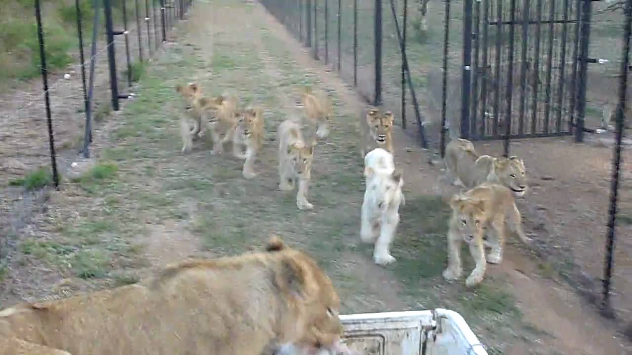 Lion at all you can eat Chicken Buffet - YouTube