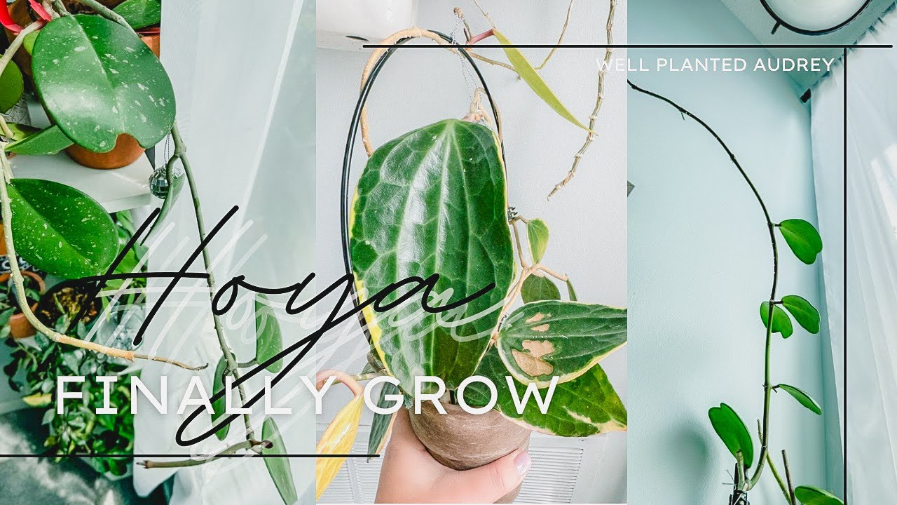 Hoya Finally Grow/Hoya Care/Hoya Tour/Hoya Vlog - YouTube
