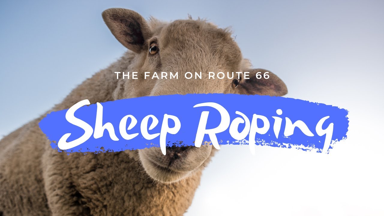 Sheep Roping/Mutton Busting - YouTube