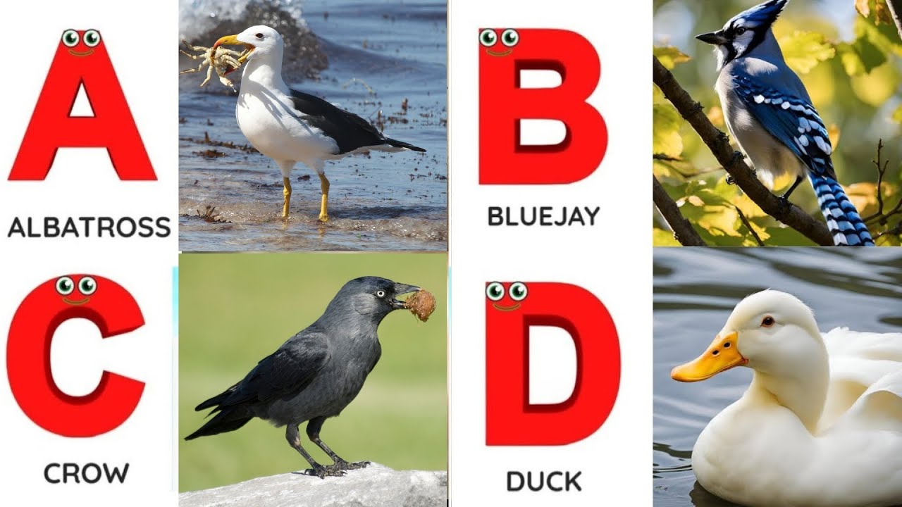 Birds Alphabet Song for Kids | Birds ABC Song | Phonics for Kids | Baby ...