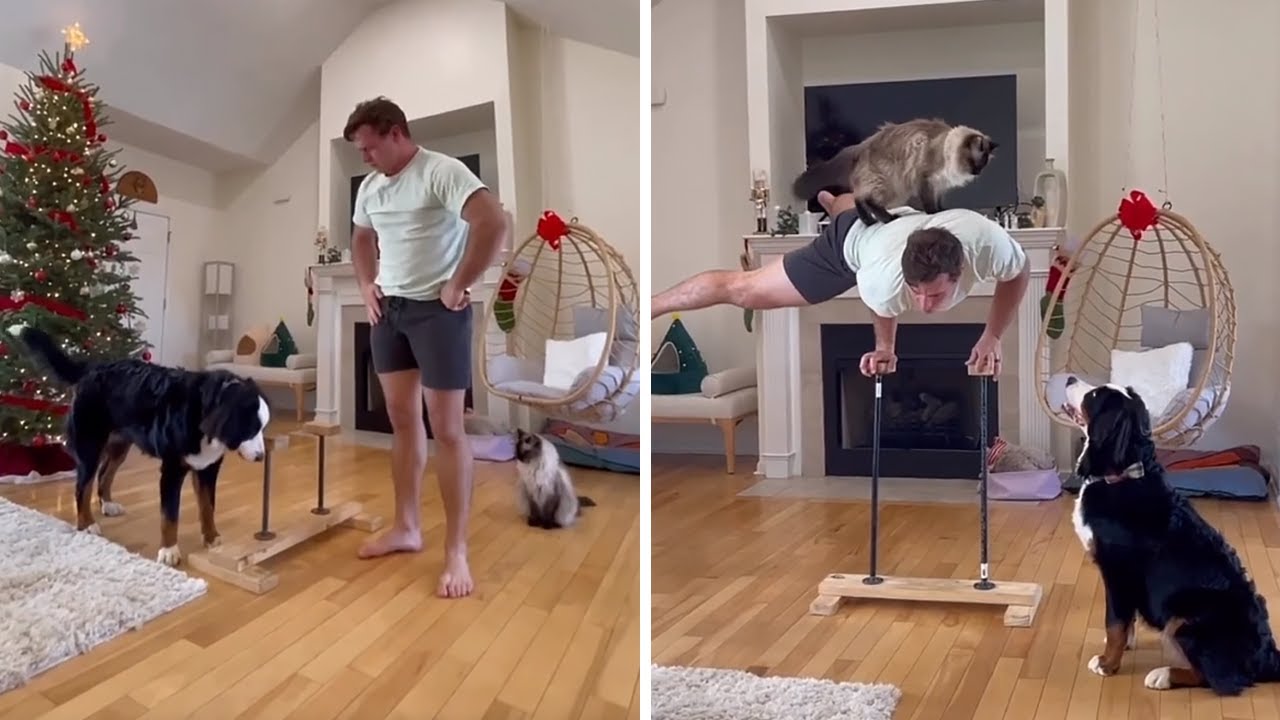 Guy struggles to perform handstand with pesky pets - YouTube