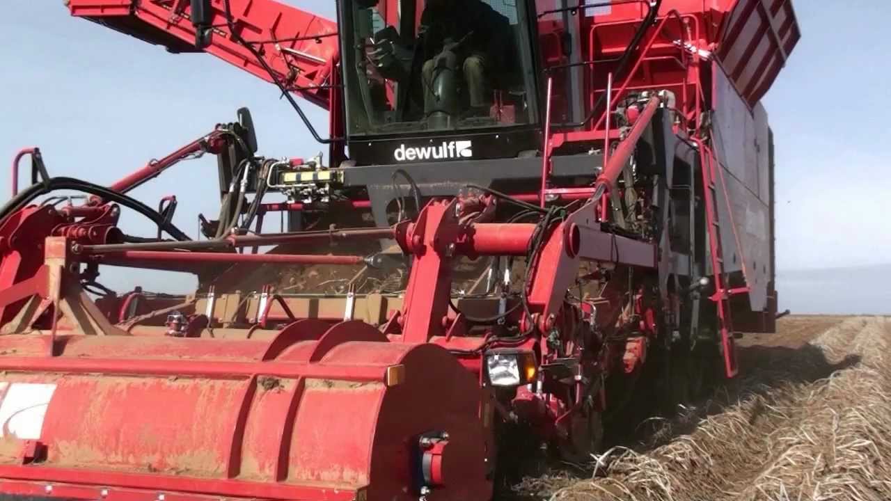 Dewulf Kwatro - 3-row self-propelled potato harvester - YouTube