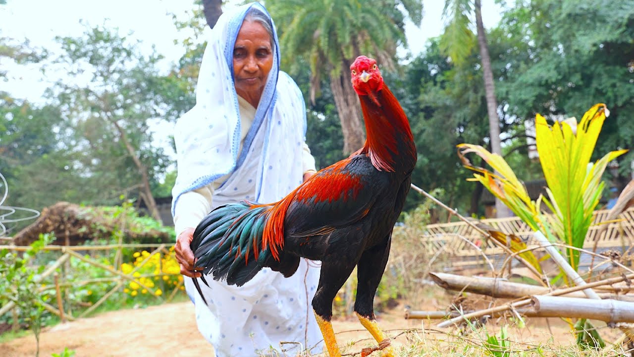 বাঁকুড়ার পাহাড়ী যুদ্ধ মুরগীর রান্না | Fighter Chicken recipe by our ...