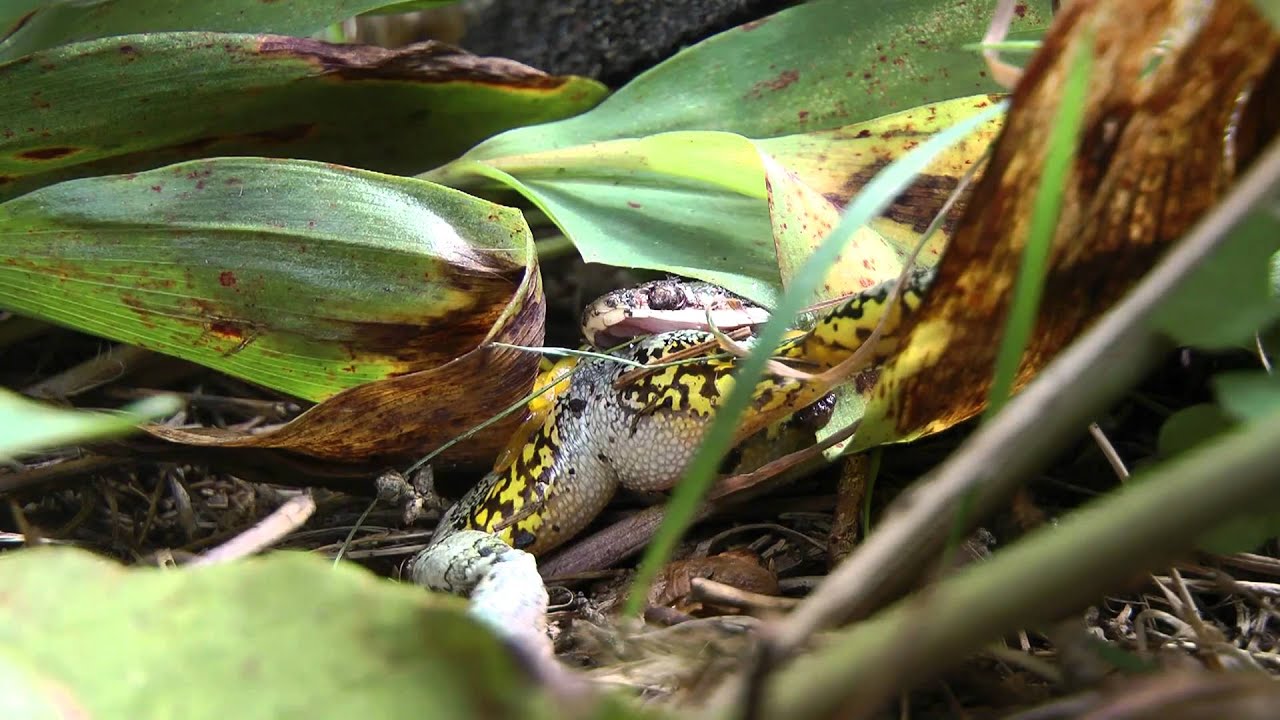 Garter Snake Devouring Frog - YouTube