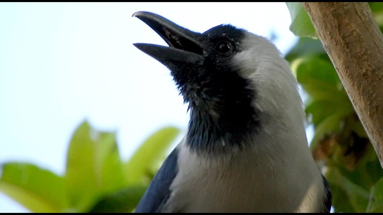 crow bird crowing sounds and noises, कौवे की आवाज़ - YouTube