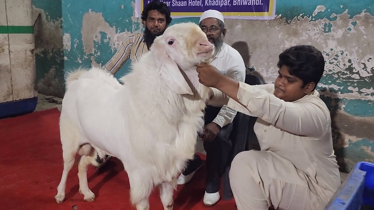 Heaviest Patira Collection Biggest Goats At Seema Goat Farm Bhiwandi ...