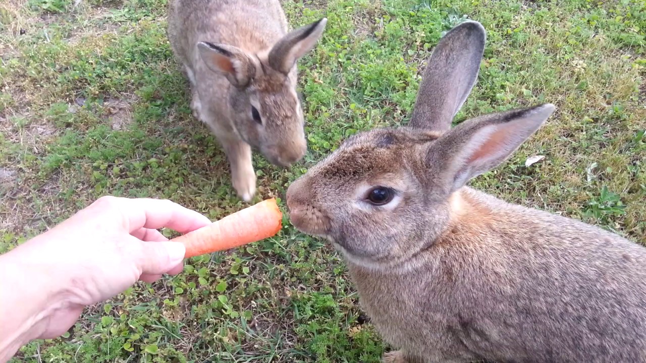 Daddy Bunny Rabbit - YouTube