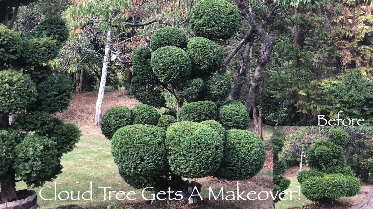 Yew Cloud Tree Bonsai Gets A Makeover!! Taxus Baccata Topiary - YouTube