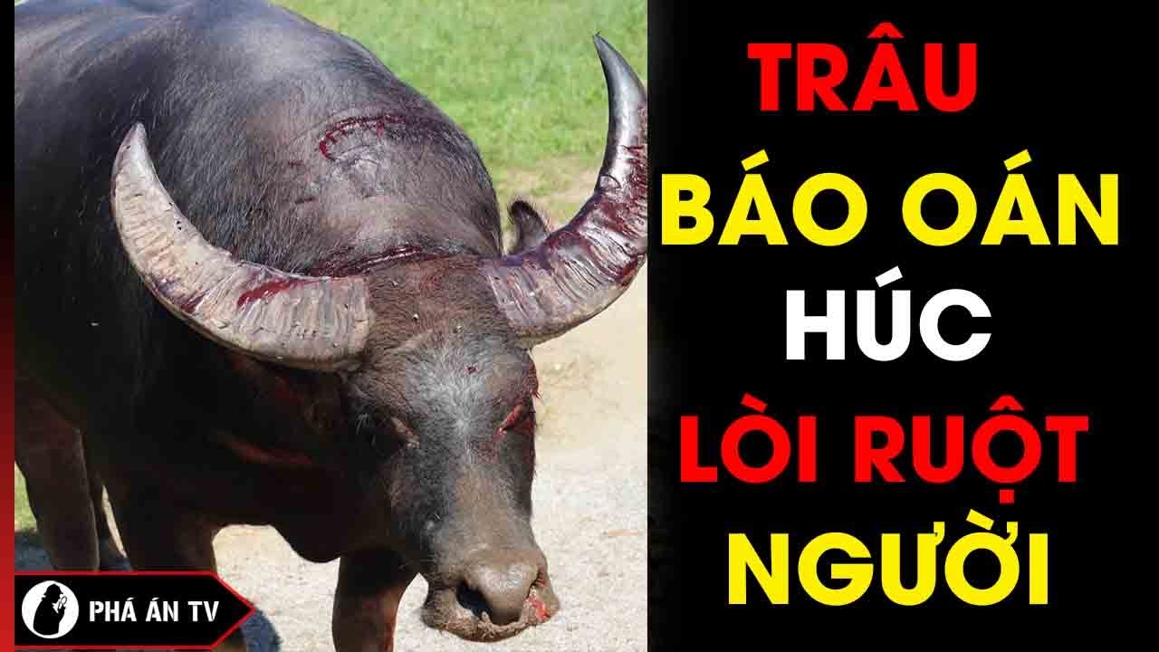 TRÂU BÁO OÁN: Biết sắp bị mổ trâu mộng lồng lên, giãy giụa húc l-òi r ...