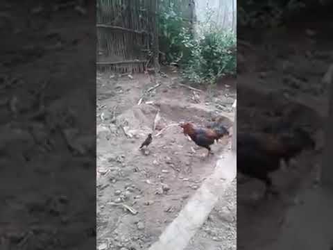 GAMEFOWL VS BIRD Hint horoz ve kuş dövüşü