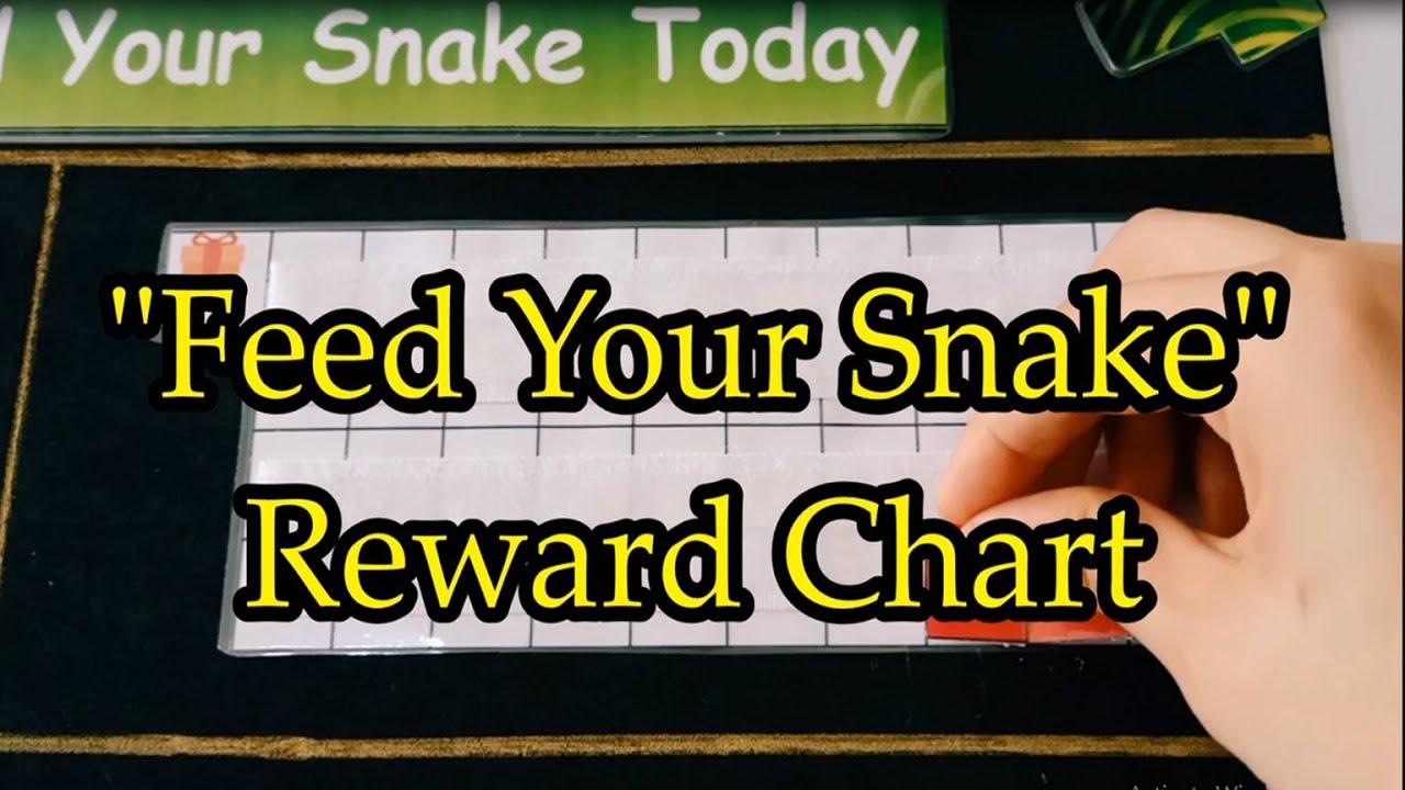 Reward Chart ll Feed Your Snake Today ll - YouTube