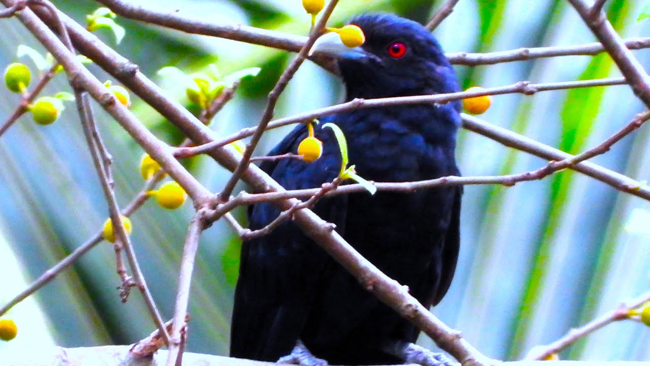 Asian Koel singing sound / Koel noise /cuckoo bird song - YouTube