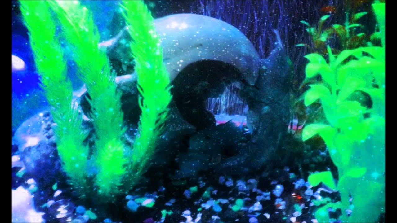 IGUANA - English Banter (Extended Mix) - YouTube