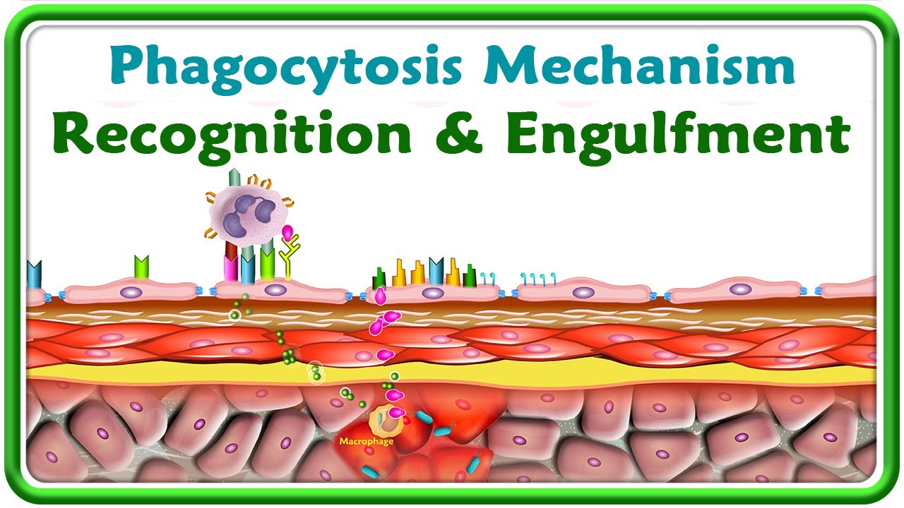 Phagocytosis Mechanism, Recognition and Engulfment (Animation ...