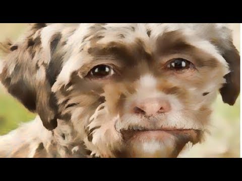 Tonik perro CON CARA DE humano - Dog With 'Human' Face Pet Products ...