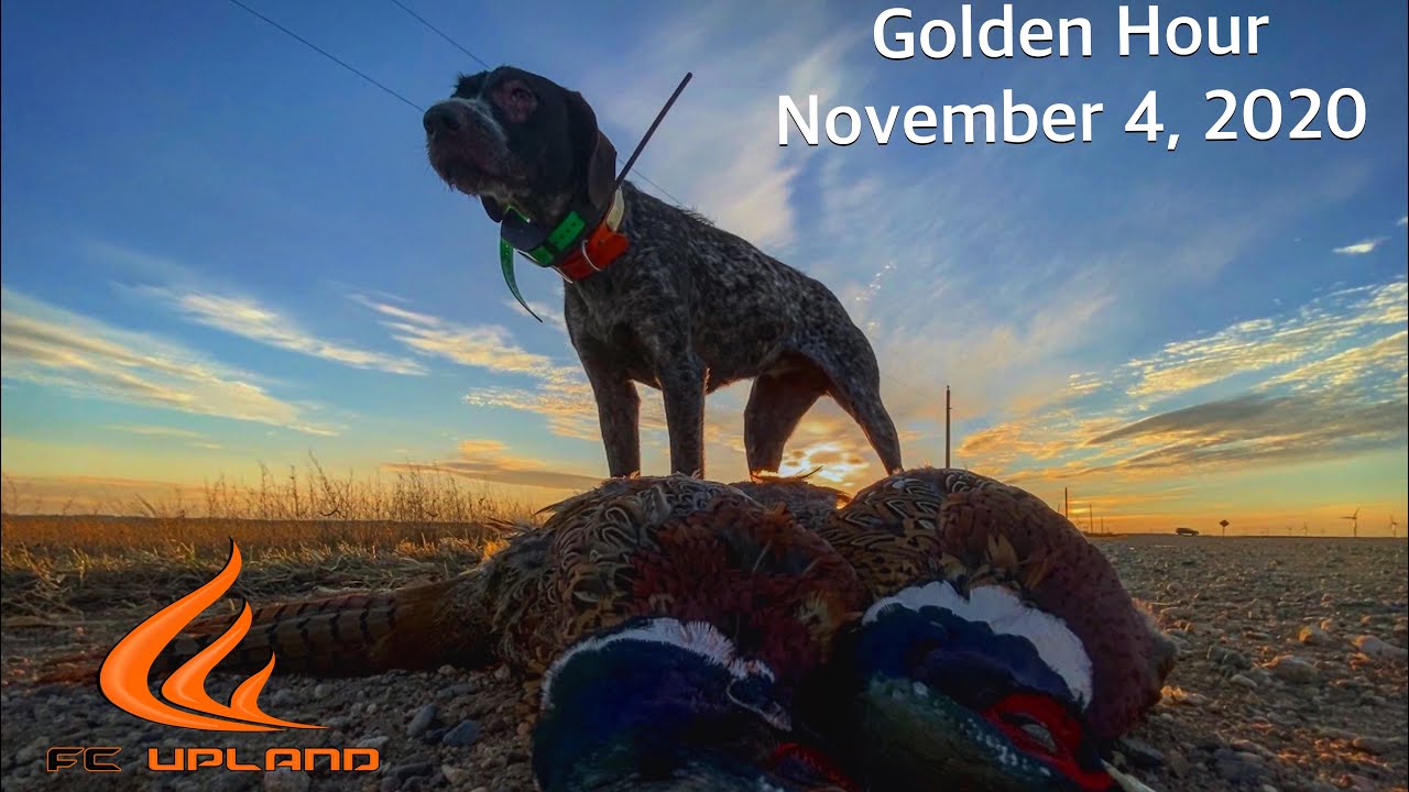 Minnesota Pheasant Hunt - YouTube