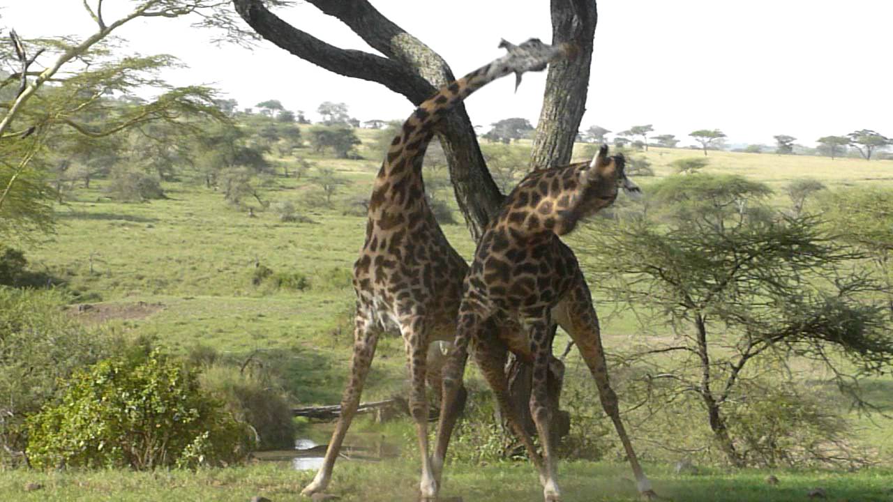 Giraffe Fight - YouTube